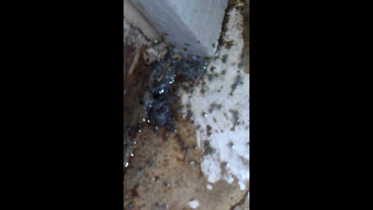 I have a wolf spider infestation - YouTube
