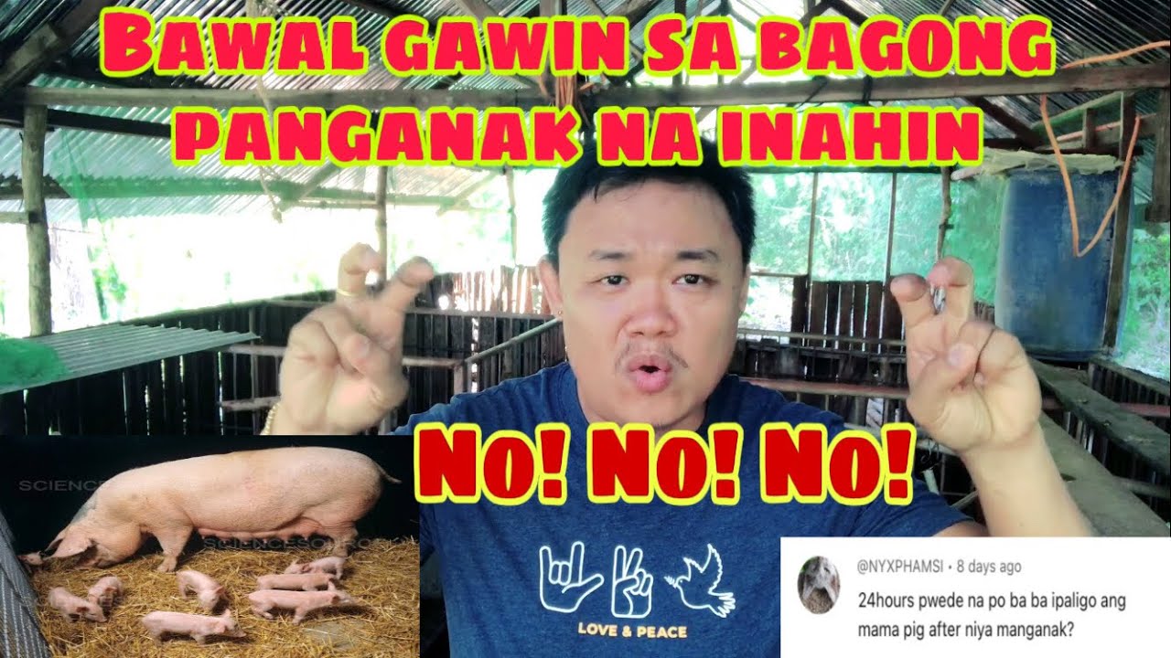 Bawal paliguan ang bagong panganak na inahing baboy | Ryan Patenio ...