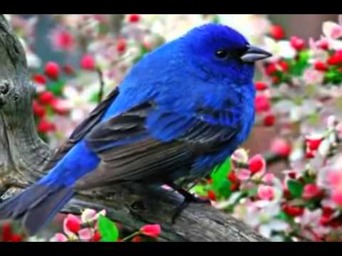 Kendini bilen Rabbini bilir _ Hayati İnanç - Hep Arzularsın_