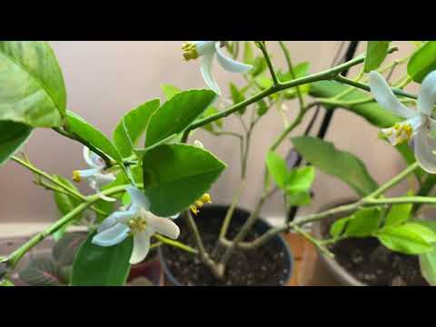 How To Pollinate A Lime Tree - YouTube