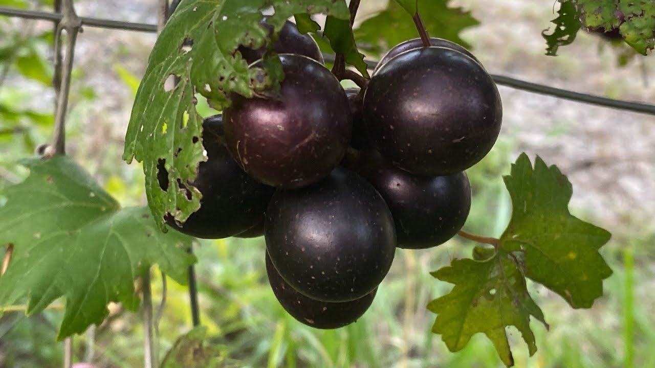 Delicious Muscadine Grapes growing Down My Fence Line..central Florida ...