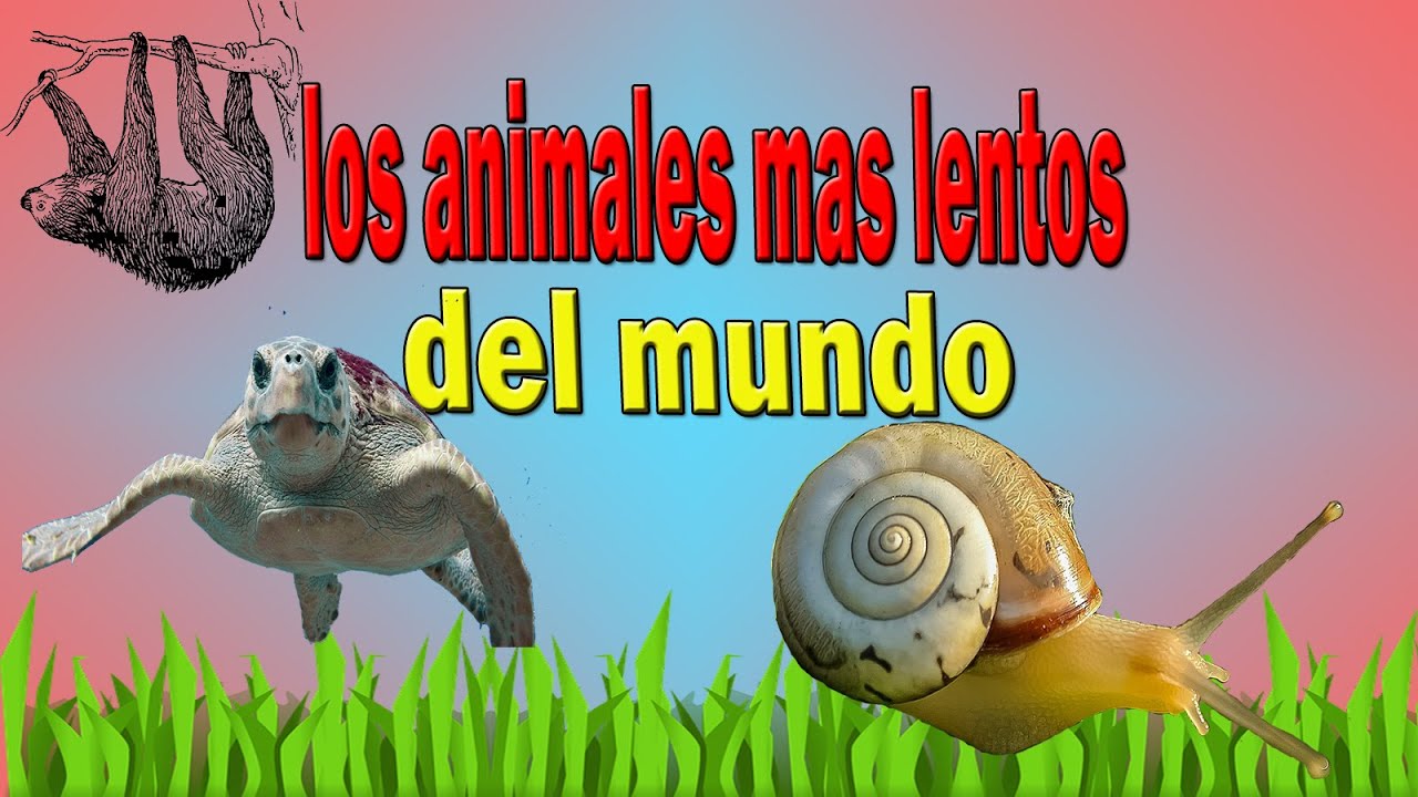 LOS ANIMALES MAS LENTOS DEL MUNDO - YouTube
