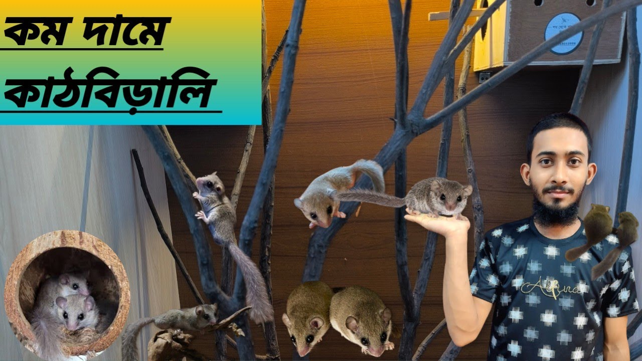 কম দামে কাঠবিড়ালি / micro Squirrels at low price - YouTube