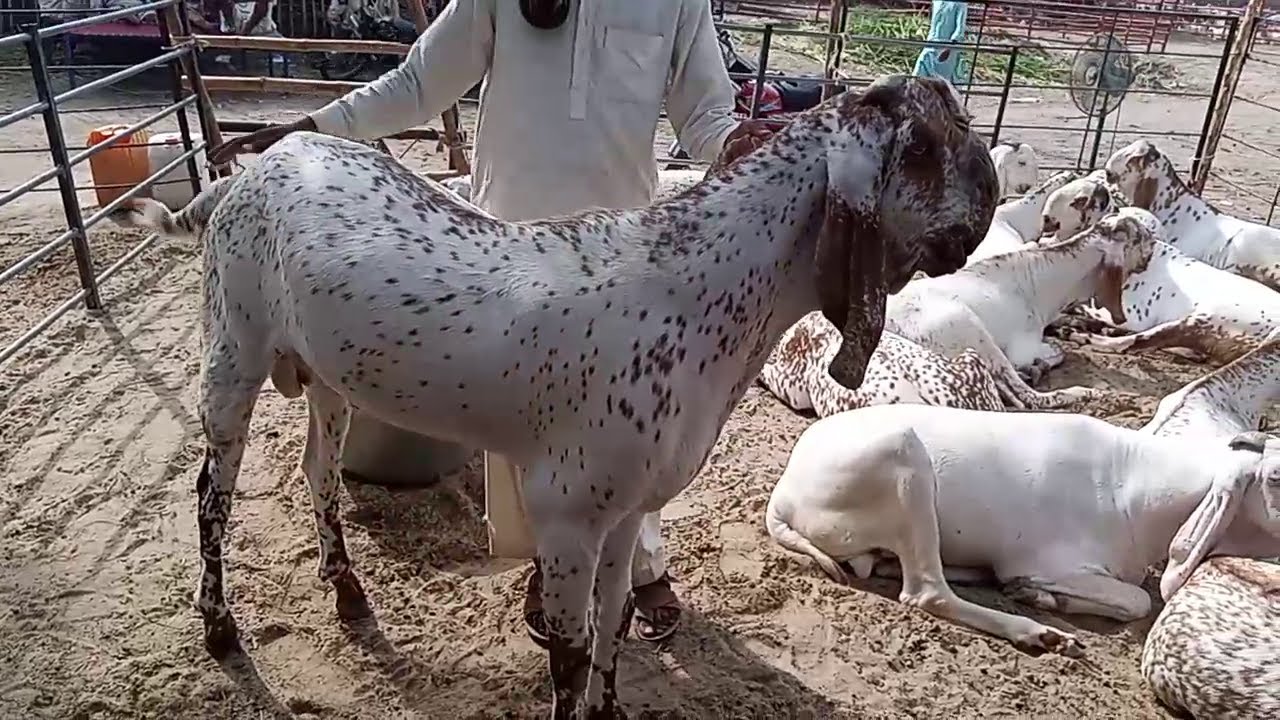 Top Class Makki Cheena Goat For Qurbani 2021 | Rajanpuri and Makki ...