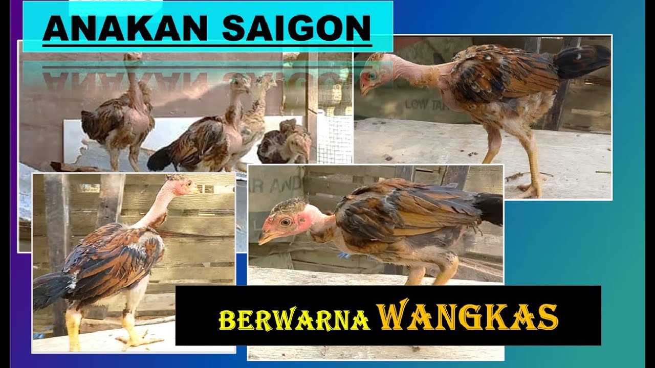 ANAKAN SAIGON BOTAK WARNA WANGKAS - YouTube