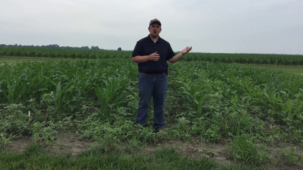 Volunteer corn control and oil adjuvants - YouTube