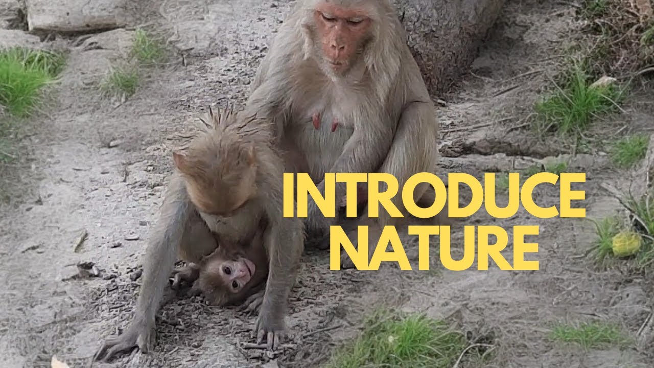 4k monkeys video - life of monkeys - animal documentry -introducing nature - YouTube