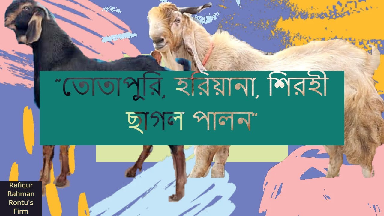হরিয়ানা, যমুনা পাড়ী, তোতা পুড়ী ছাগল | Horiyana, Jomuna Pari, Tota ...
