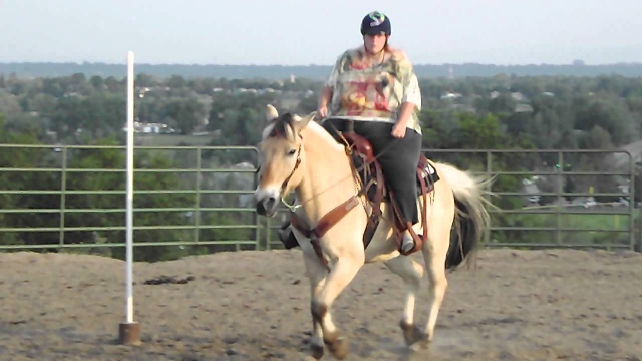 Norwegian Fjord Horse Riding Full Day Horseback Riding Experience On A