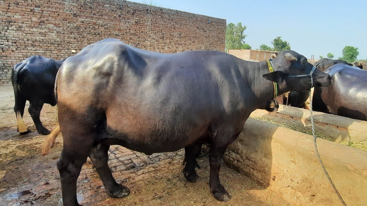 big buffalo pure neli ravi buffalo for sale in pakistan on YouTube 23 ...