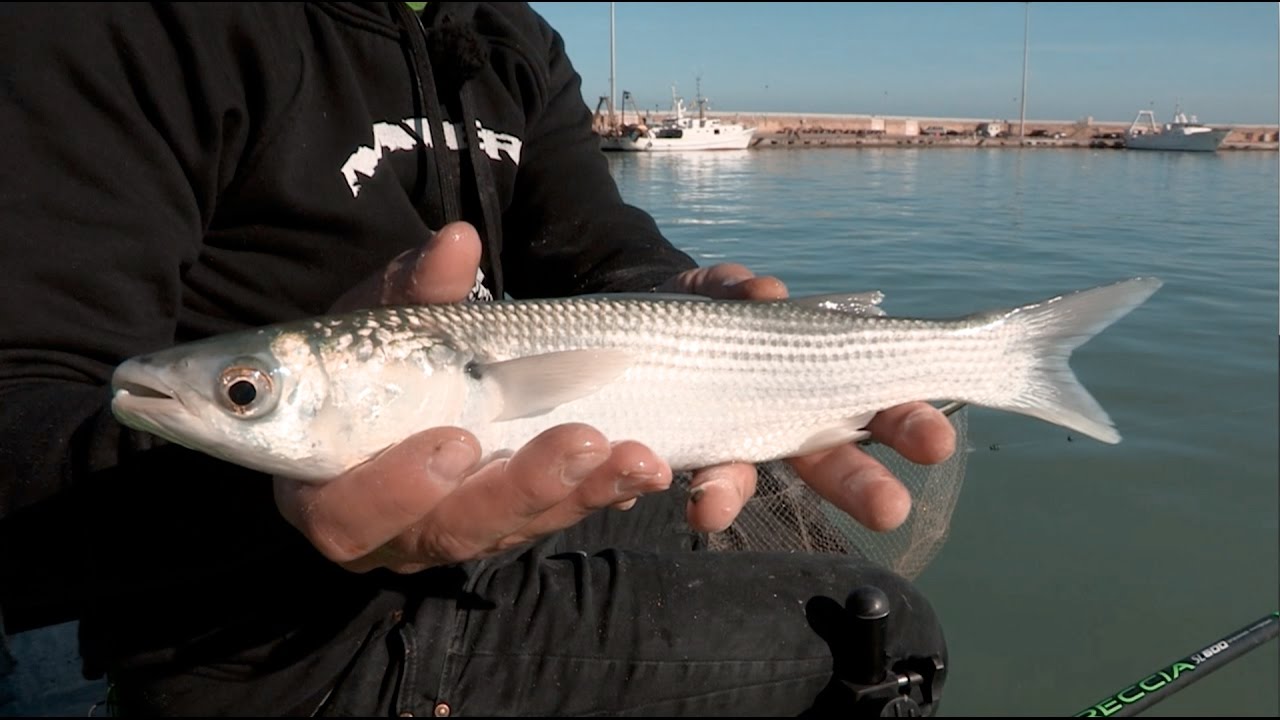 MAVER CEFALI IN PORTO - YouTube