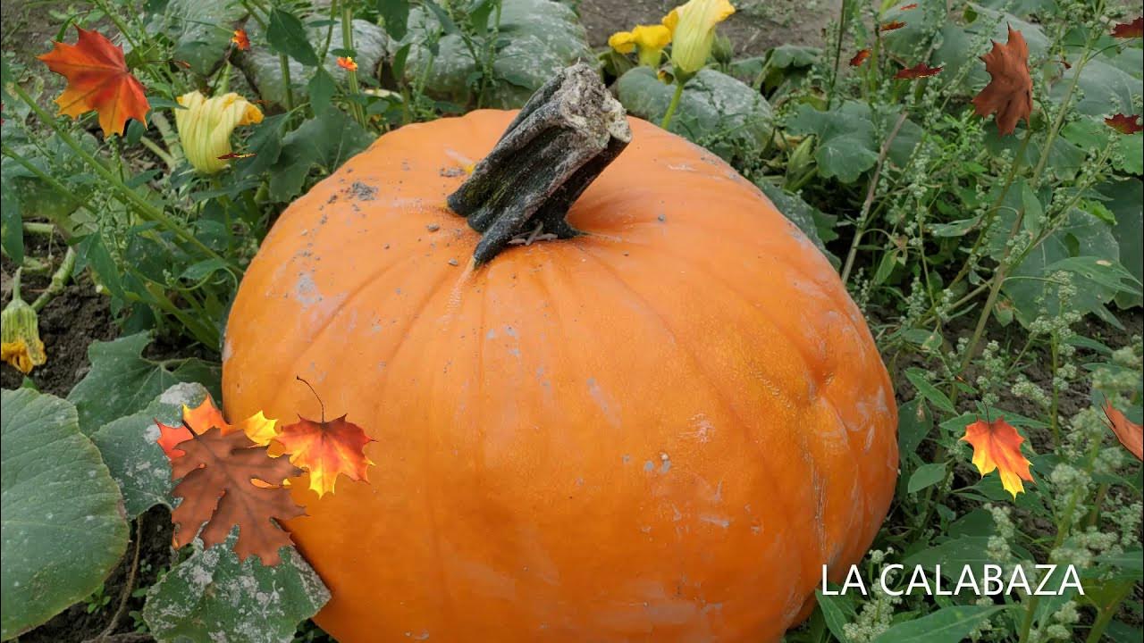 SPANISH LESSON "PUMPKIN PARTS" & LAS PARTES DE LA CALABAZA EN ESPAÑOL ...