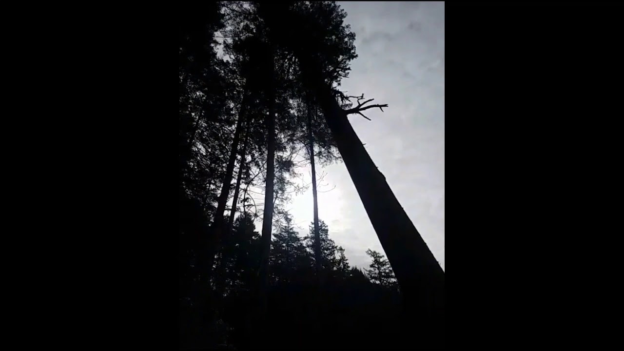 Timber falling southwest oregon - YouTube