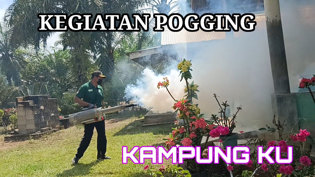 DESA KU - KEGIATAN POGGING ATAU PENGASAPAN MENGUSIR NYAMUK DBD - YouTube