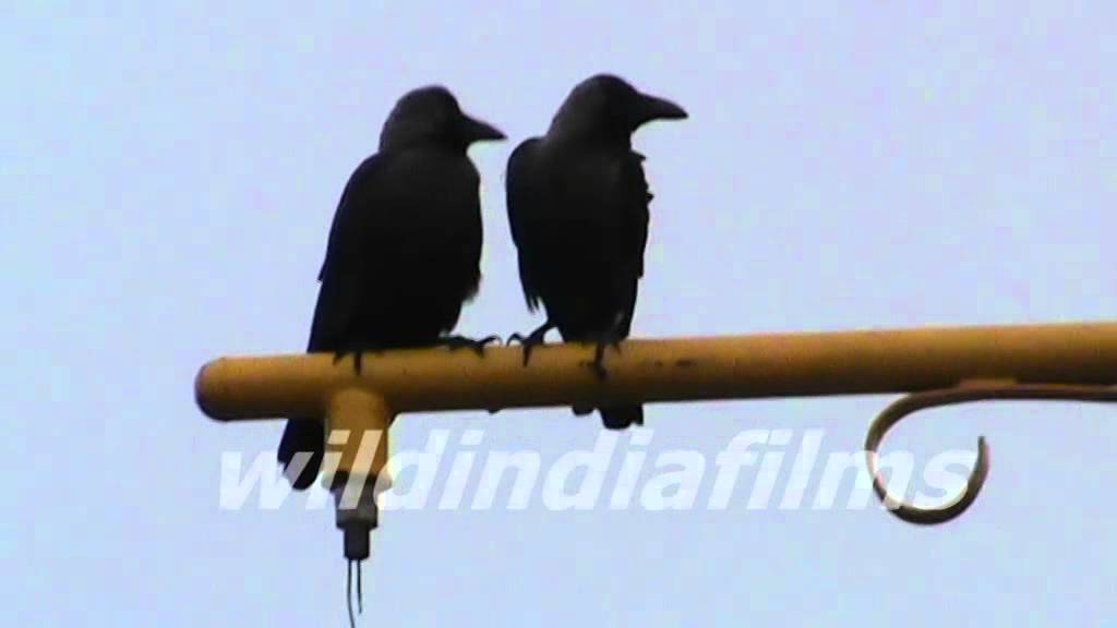 Indian latest bird crow mate each other in the light post after bath in ...
