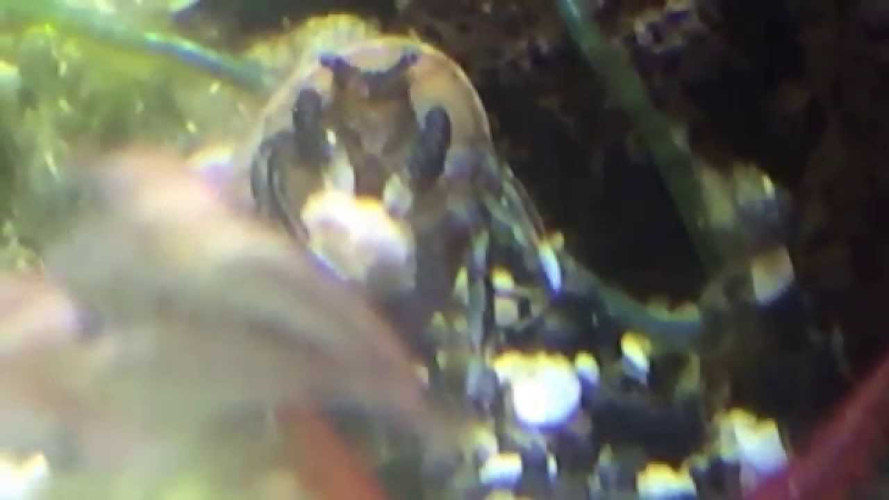 Hawaiian Dwarf hermit crab nibbling on Hikari crab cuisine - YouTube