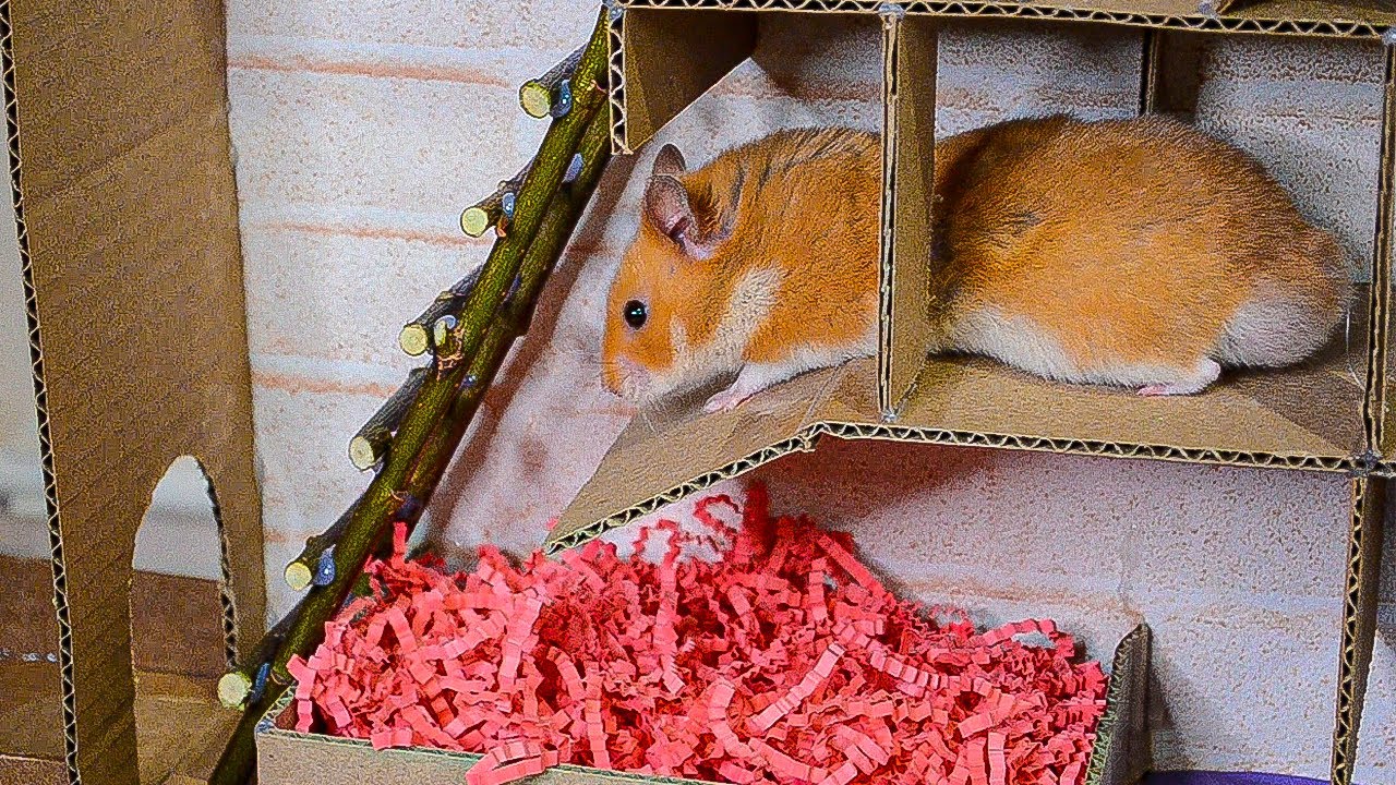 🐹 Amazing Hamster Maze 🐹 Mister Hamster runs the maze - YouTube