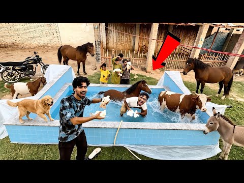Sab Pets Ko Pool Mai Nehla Dia 😍