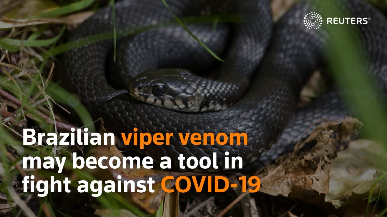 Viper Snake Venom Gaboon Viper | Smithsonian's National Zoo And