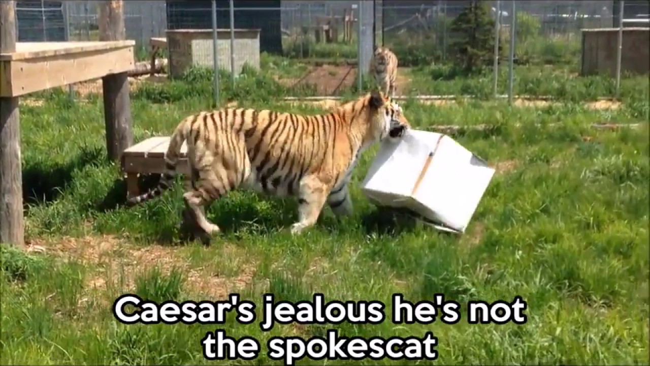 Logan the tiger with a special thank you! - YouTube