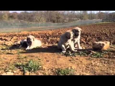 Malaklı yavrularmız 05308833324