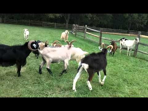 Poplar Springs Animal Sanctuary, Spring of 2012 9 of 12 - YouTube