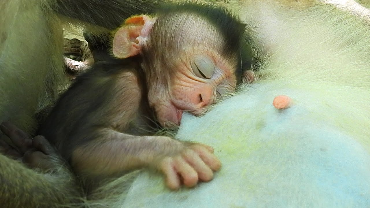 SO ADORABLE LITTLE CUTE ELFI SLEEP ON MAMA TRY GET FRESH MILK UNTIL ...