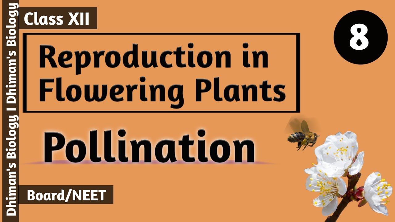 Reproduction in Flowering Plants | L-8 | Pollination- Self & Cross ...