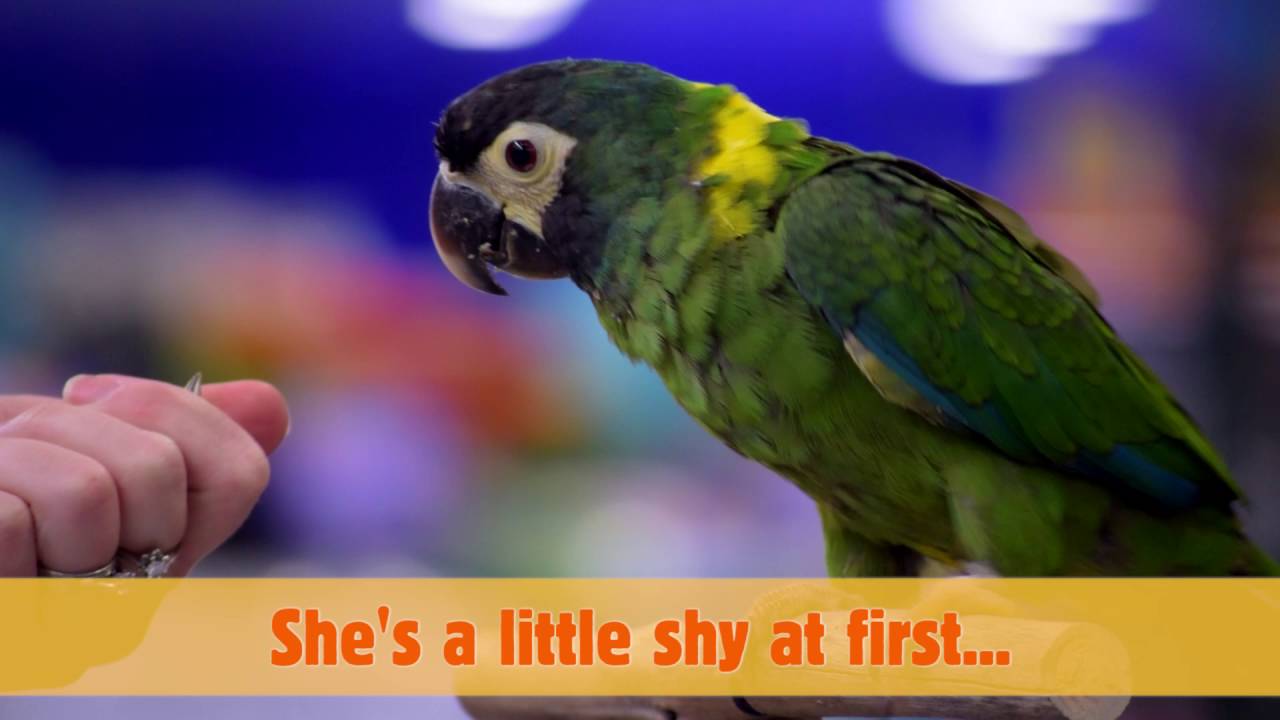 Meet J. Lo the Yellow Collared Macaw - YouTube