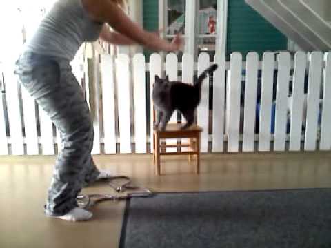 jump rope cat training - YouTube