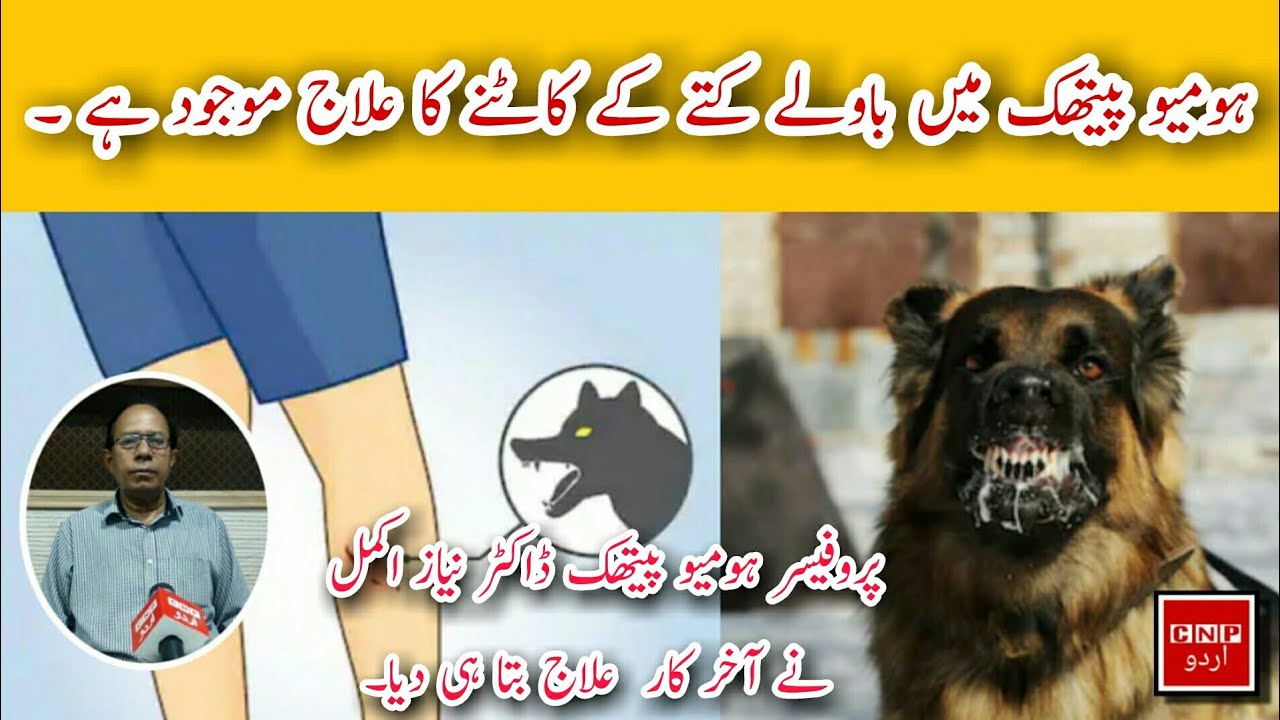 Dog Bite, Cat Bite, Rat Bite, Monkey Bite ! Rabies Treatment ! Home ...