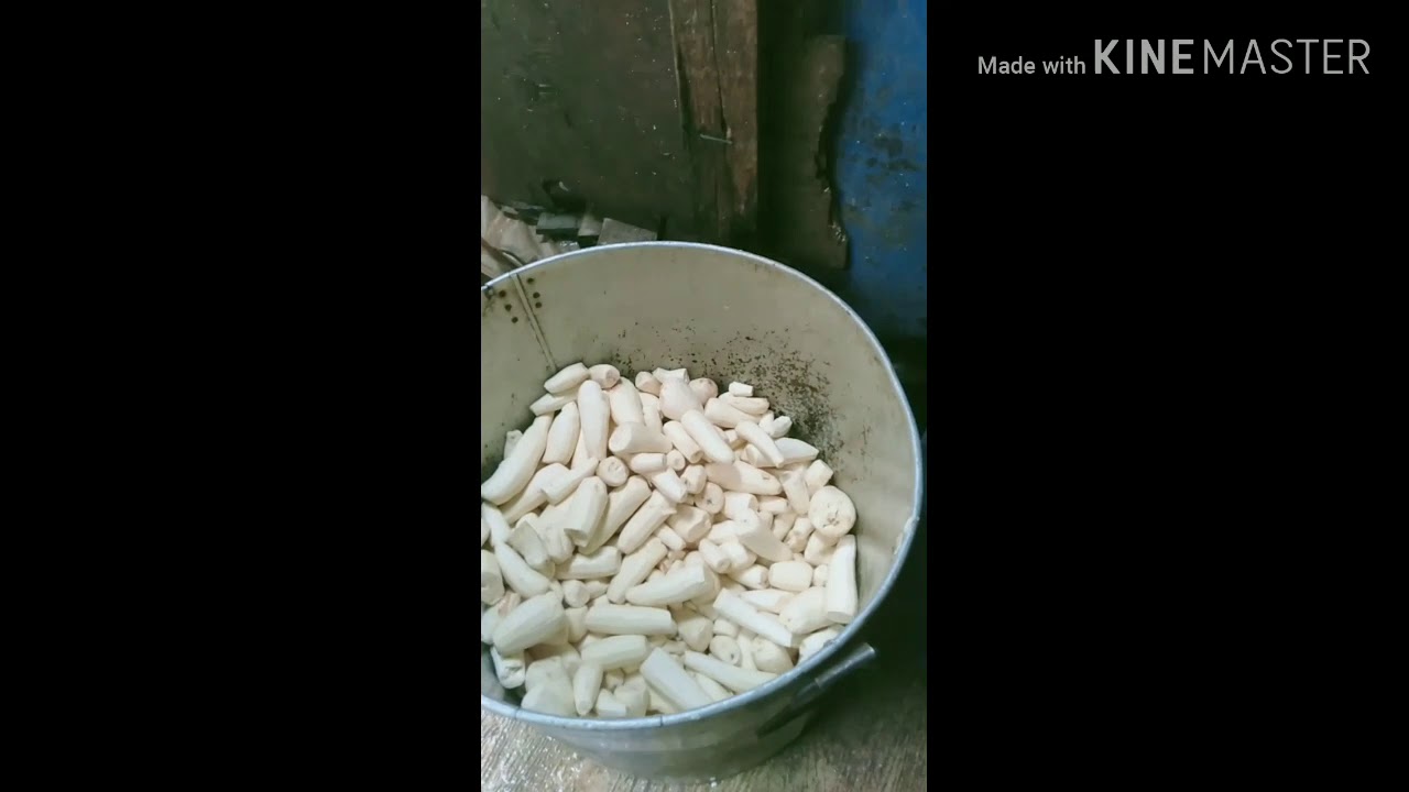 cara rebus tape peyem gays jika ada kekurangan mohon maf ya teman2 ...