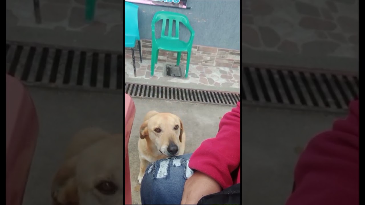 perro pidiendo comida de una forma particular - YouTube
