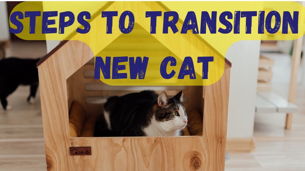 What Are Steps Needed To Transition New Cat To New Home? - YouTube