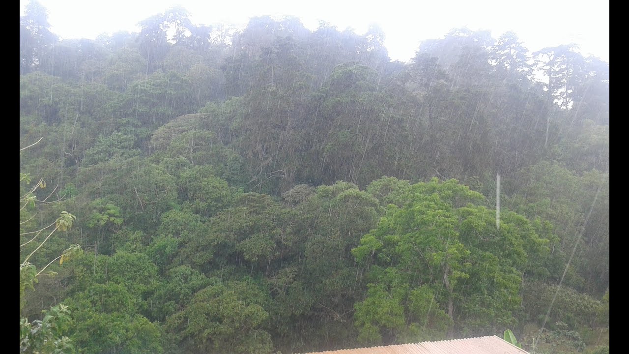 Lluvia en bosque para relajarse y dormir - YouTube