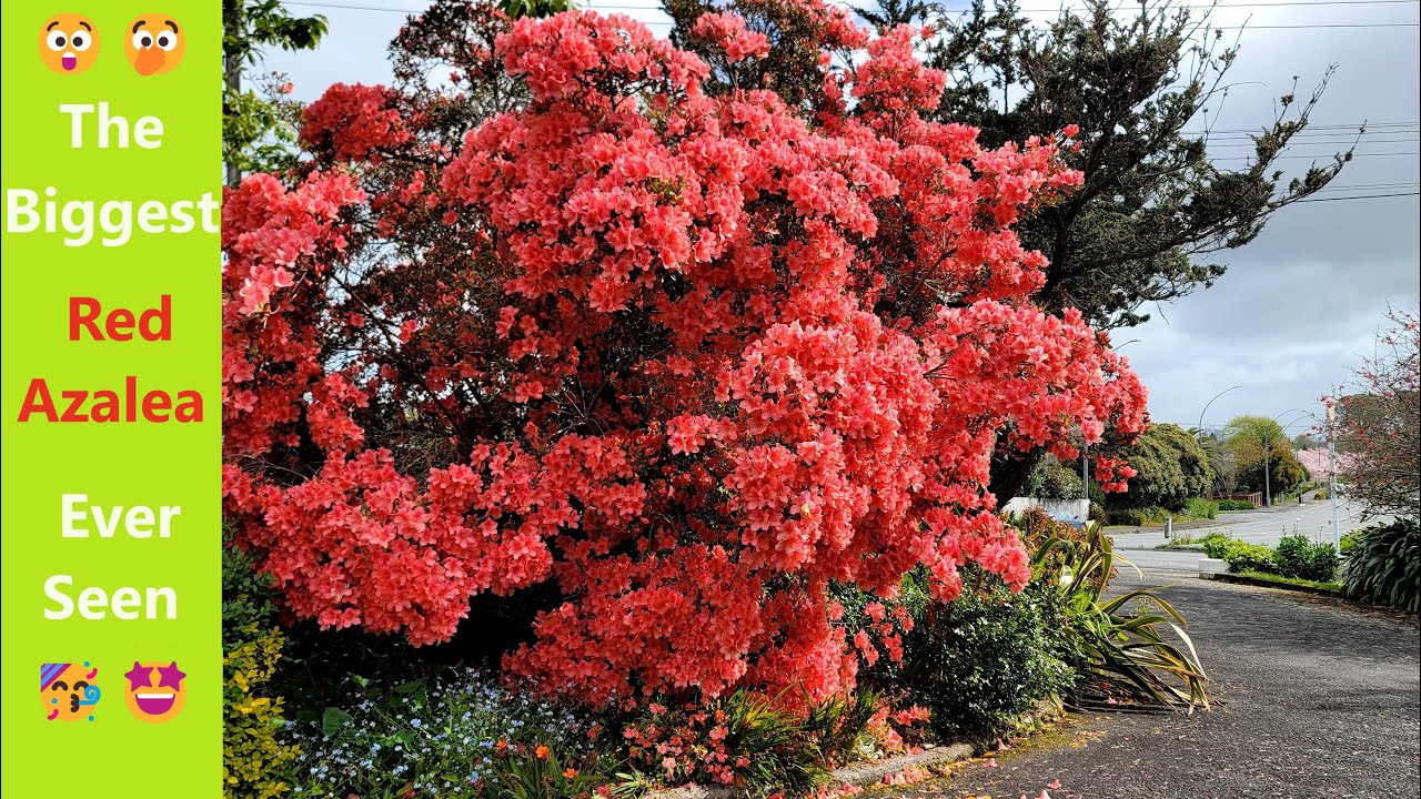 😲🫢 The Biggest Red Azalea Ever Seen🥳🤩_Part 1 - YouTube