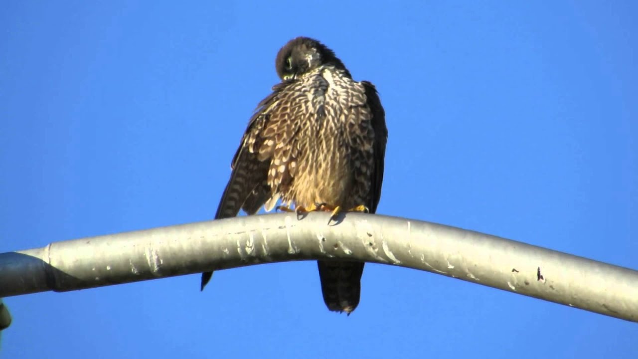 11/15/14 RHM Juvenile Anatum Peregrine Falcon Preening @ Boeing ...
