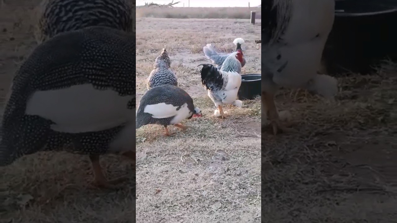 🥰🤩Coquenas y Gallinas de rancho👌💯🐓 Gallos #guineafowl #chicken #rooster ...