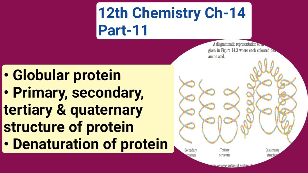 12th Chemistry Ch-14 ||Part-11||Structure of protein||Globular protein ...