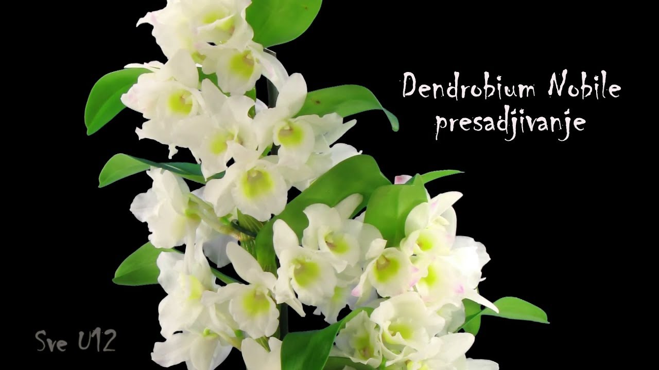 Orhideja Dendrobium nobile - presađivanje u glinene kuglice - YouTube