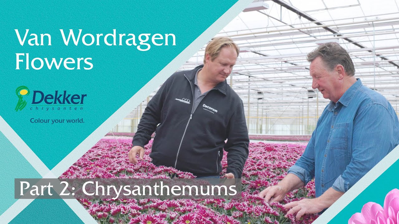 Van Wordragen Flowers in the picture - part 2 - YouTube