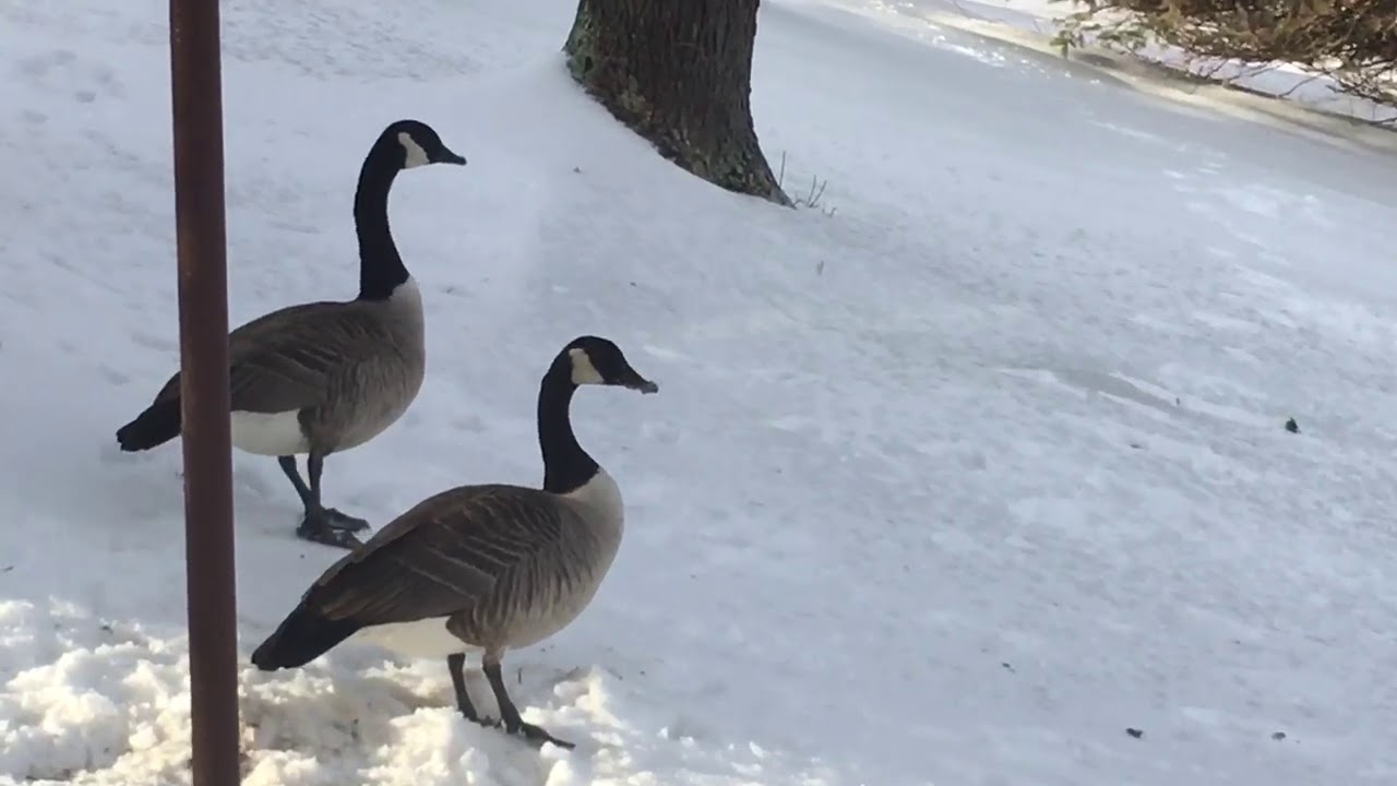 skiing geese - YouTube