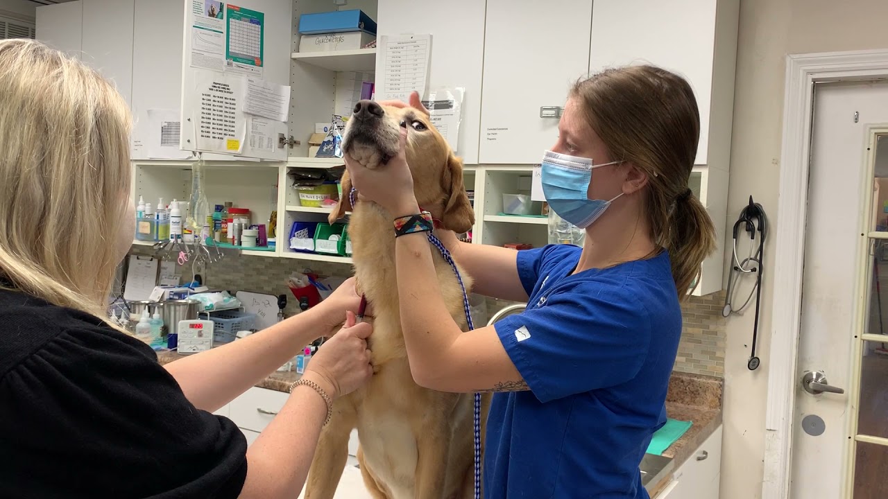 Restrain for Jugular Venipuncture Canine - YouTube