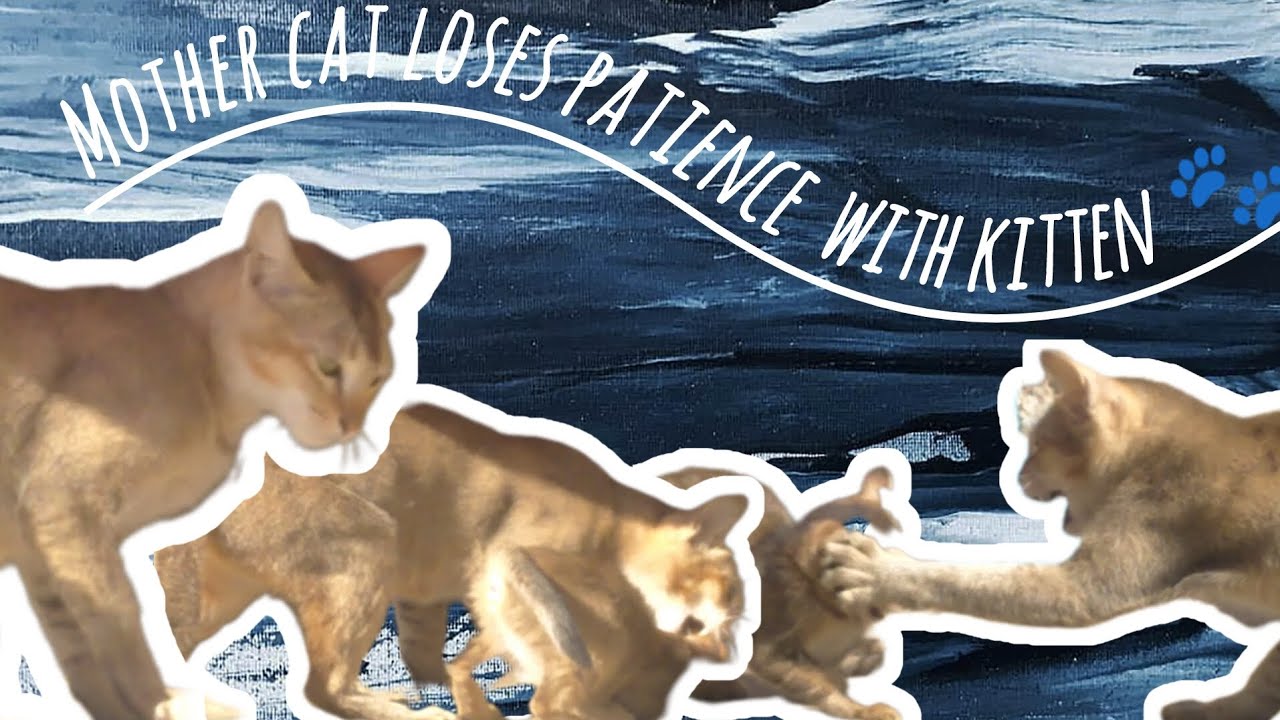 Angry cat mom||cat life || - YouTube