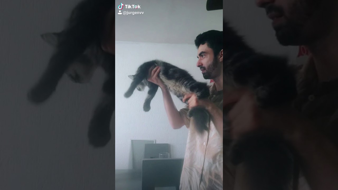 Gato Disparando Tik Tok Challenge - YouTube