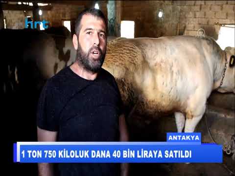 Hatay'da 1 ton 750 kilo ağırlığındaki dana tam 40 bin liraya satıldı