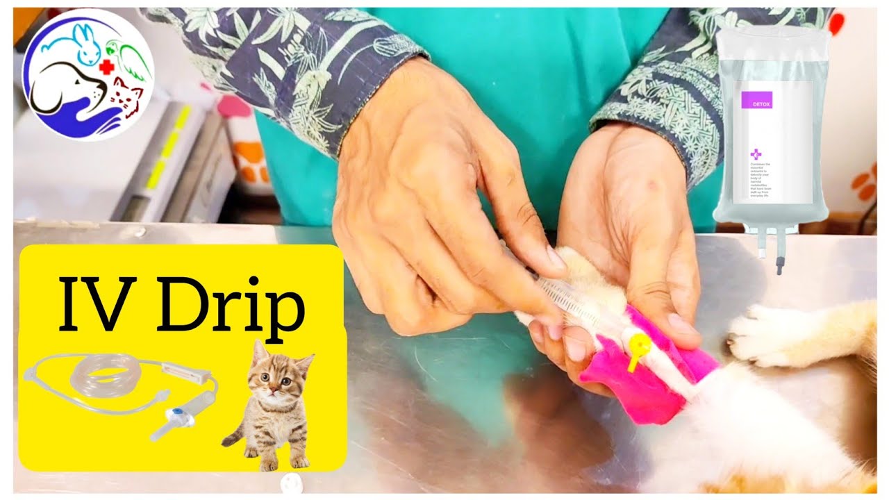 How to Give iv Drip in Cat at home / Veterinarian - YouTube