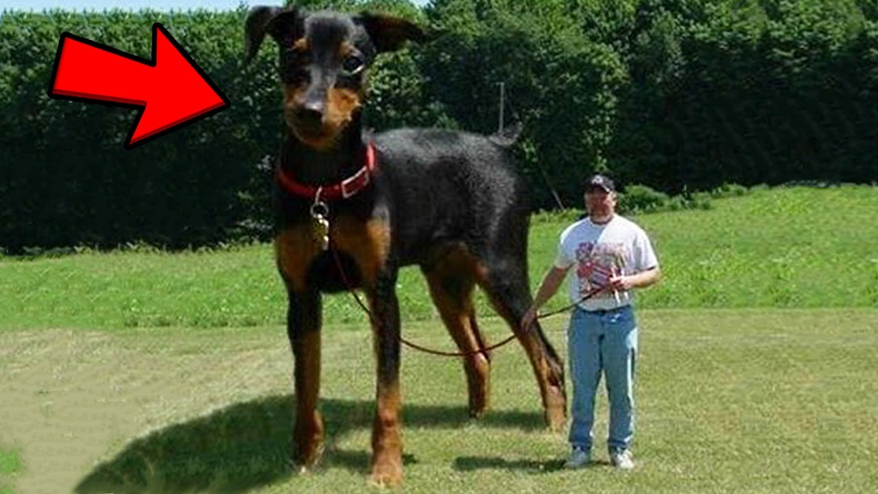 Top 10 Abnormally Large Animals YOU WON'T BELIEVE EXIST! - YouTube