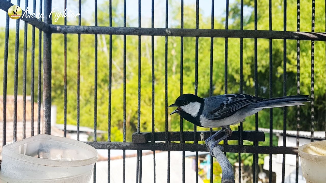 Pancingan Glatik Batu Gacor Setiap Hari, 100% AMPUH Buat Masteran ...