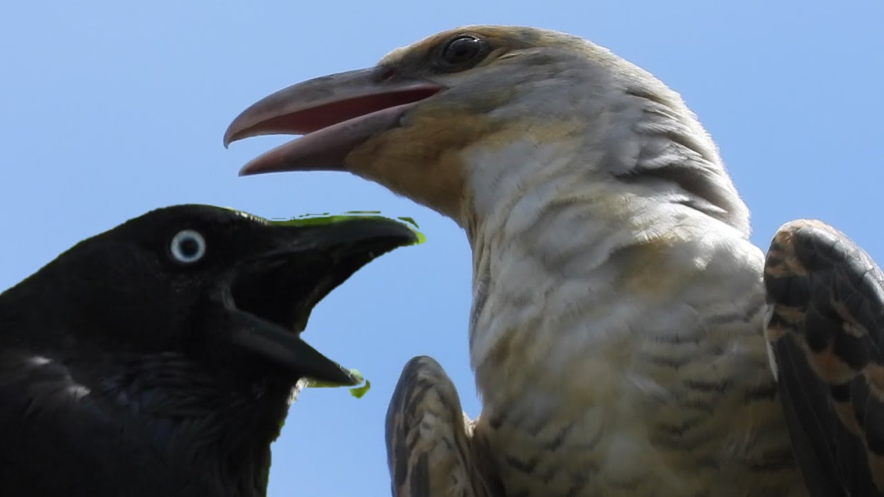 Brood Parasitism: Clever Crows Babysitting Channel Billed Cuckoo Chicks ...
